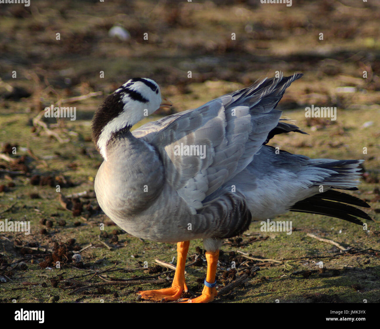 The bar-headed goose (Anser indicus Stock Photo - Alamy