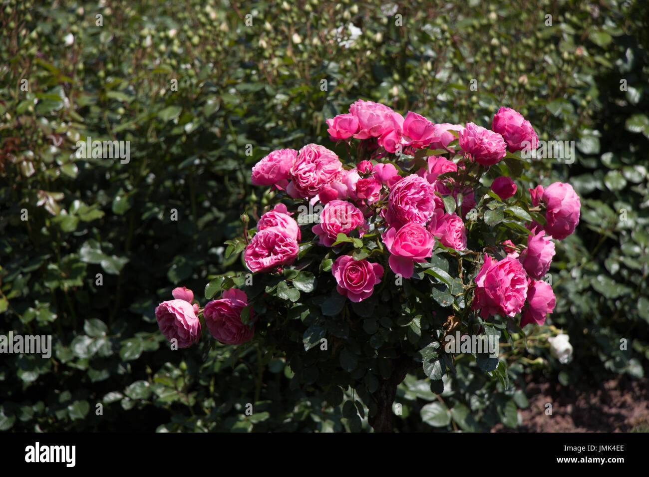 Rose tree with pink roses in a rose garden Stock Photo - Alamy