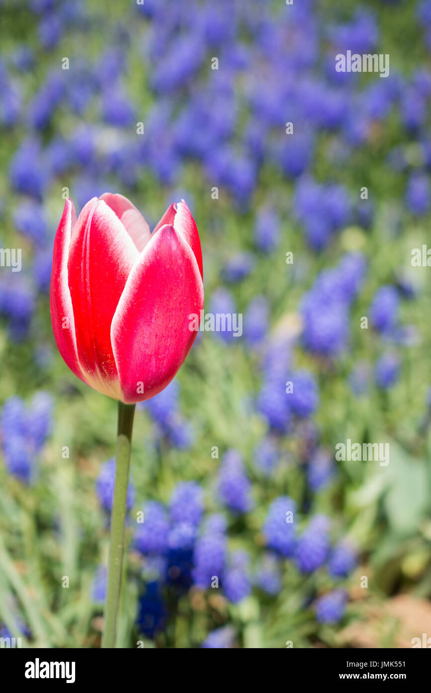 Colorful blooming wild spring flowers Stock Photo - Alamy