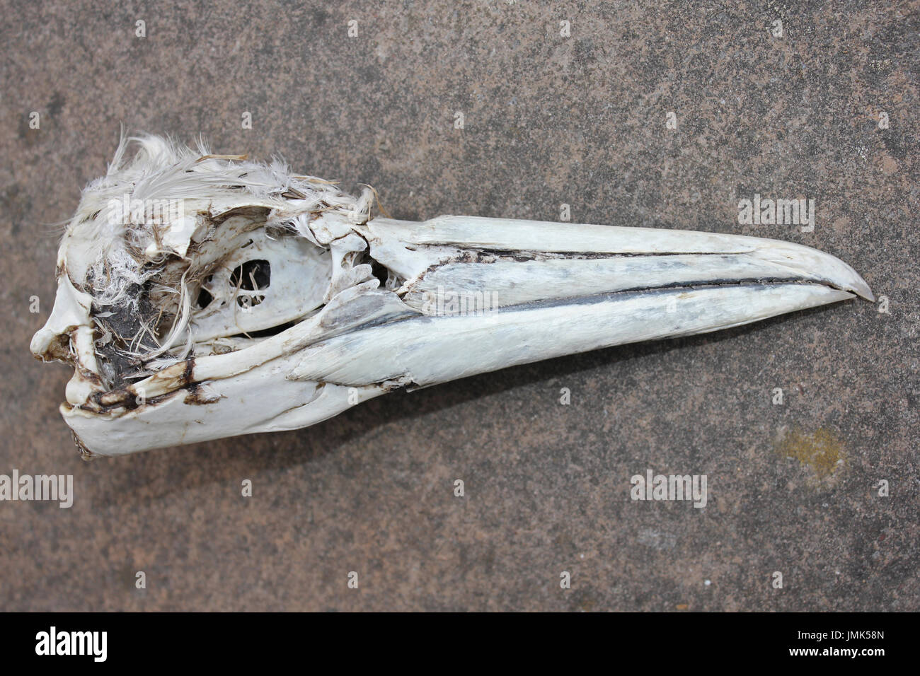 Bones anatomical hi-res stock photography and images - Alamy