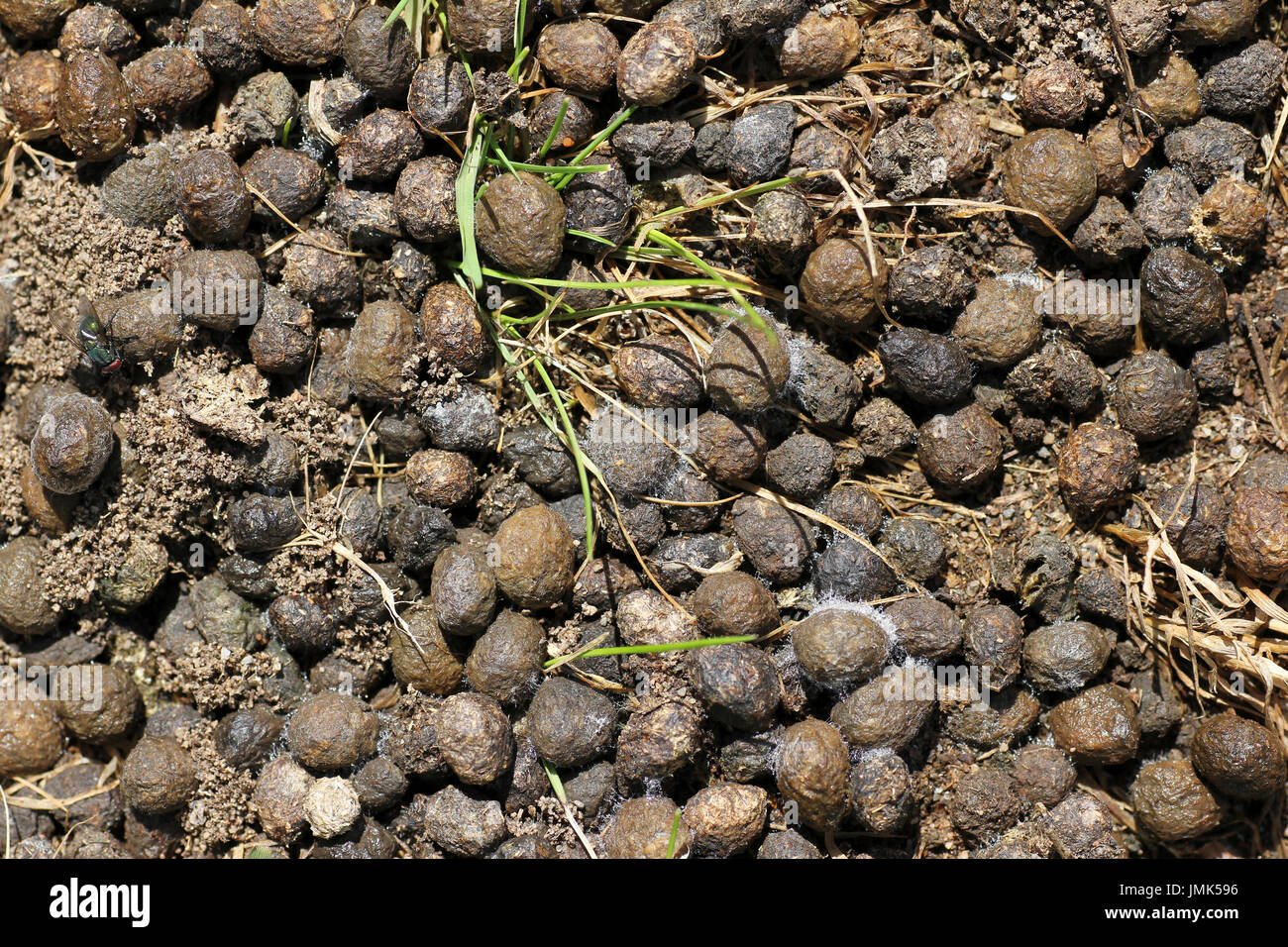 European Rabbit Oryctolagus cuniculus Droppings Stock Photo - Alamy