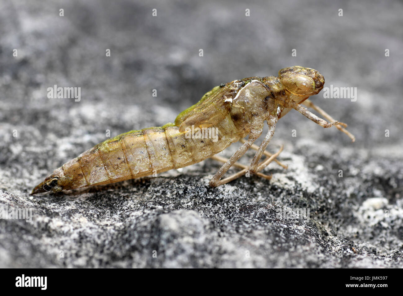 Dragonfly life cycle hi-res stock photography and images - Alamy