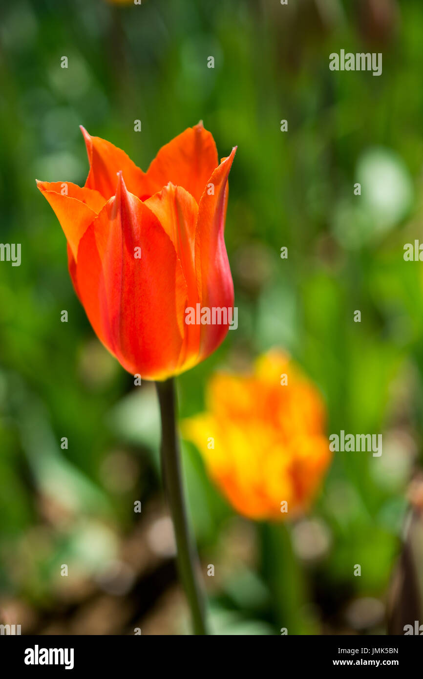 Single Tulip Flower Blooming in Spring Season Stock Photo - Alamy