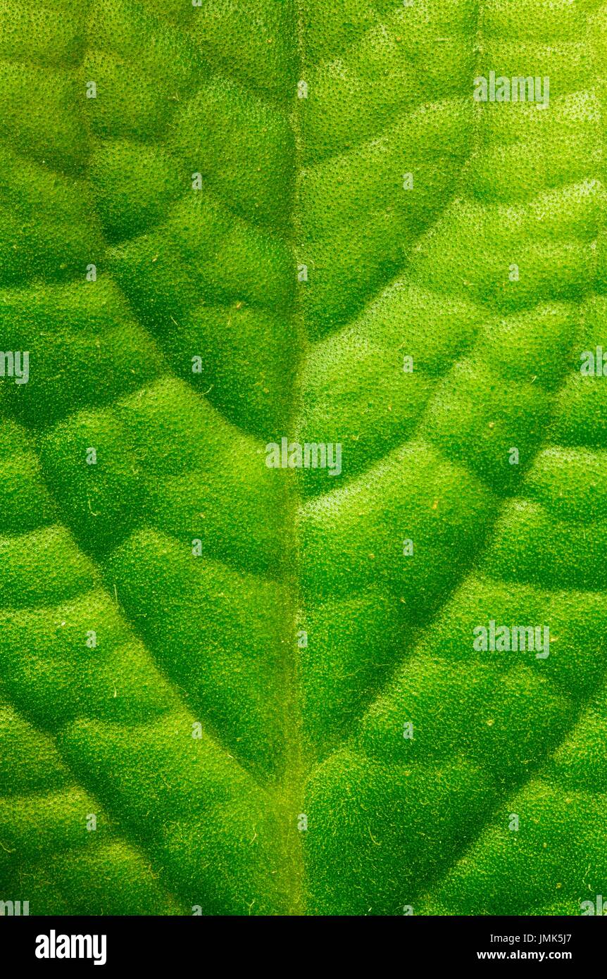 Texture green leaf hi-res stock photography and images - Alamy