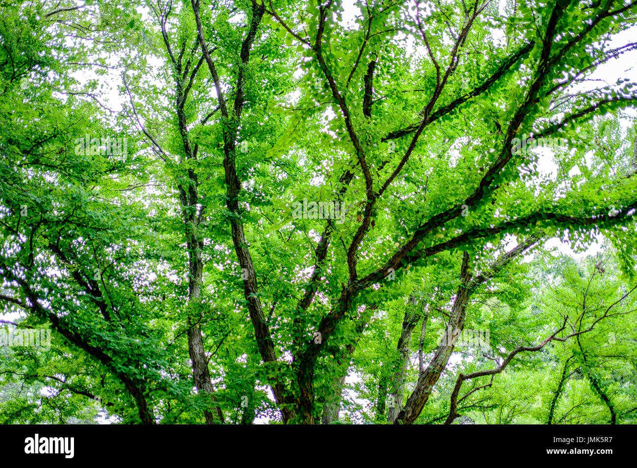 Summer foliage woods hi-res stock photography and images - Alamy
