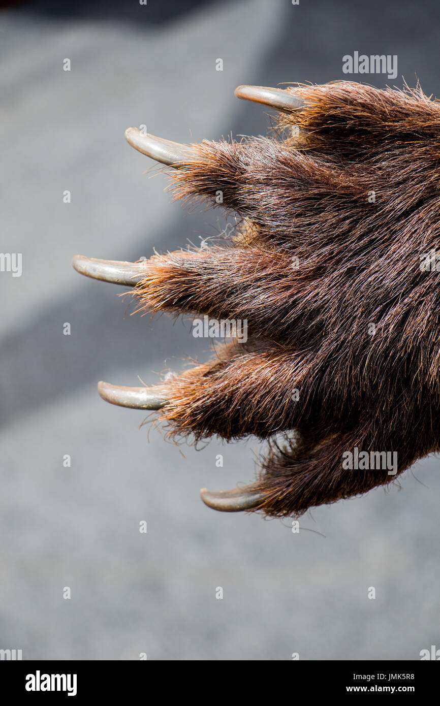 Black bear claws paw hi-res stock photography and images - Alamy