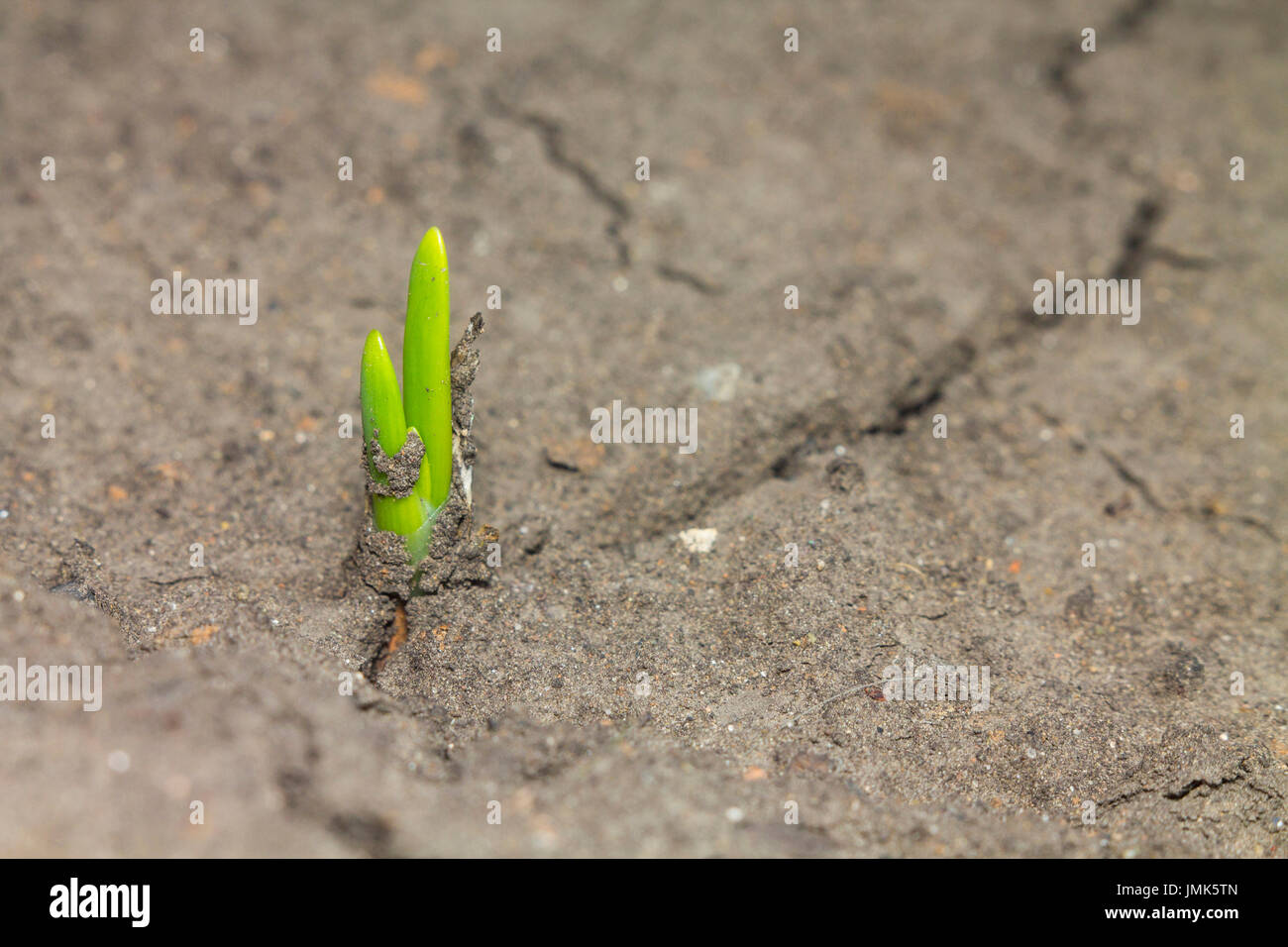 A new green sprout made its way out of the soil and stretch for the sun ...