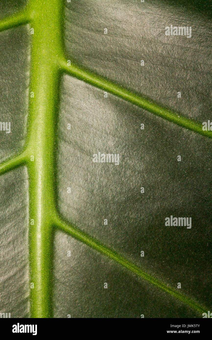 Inside leaf wall hi-res stock photography and images - Alamy