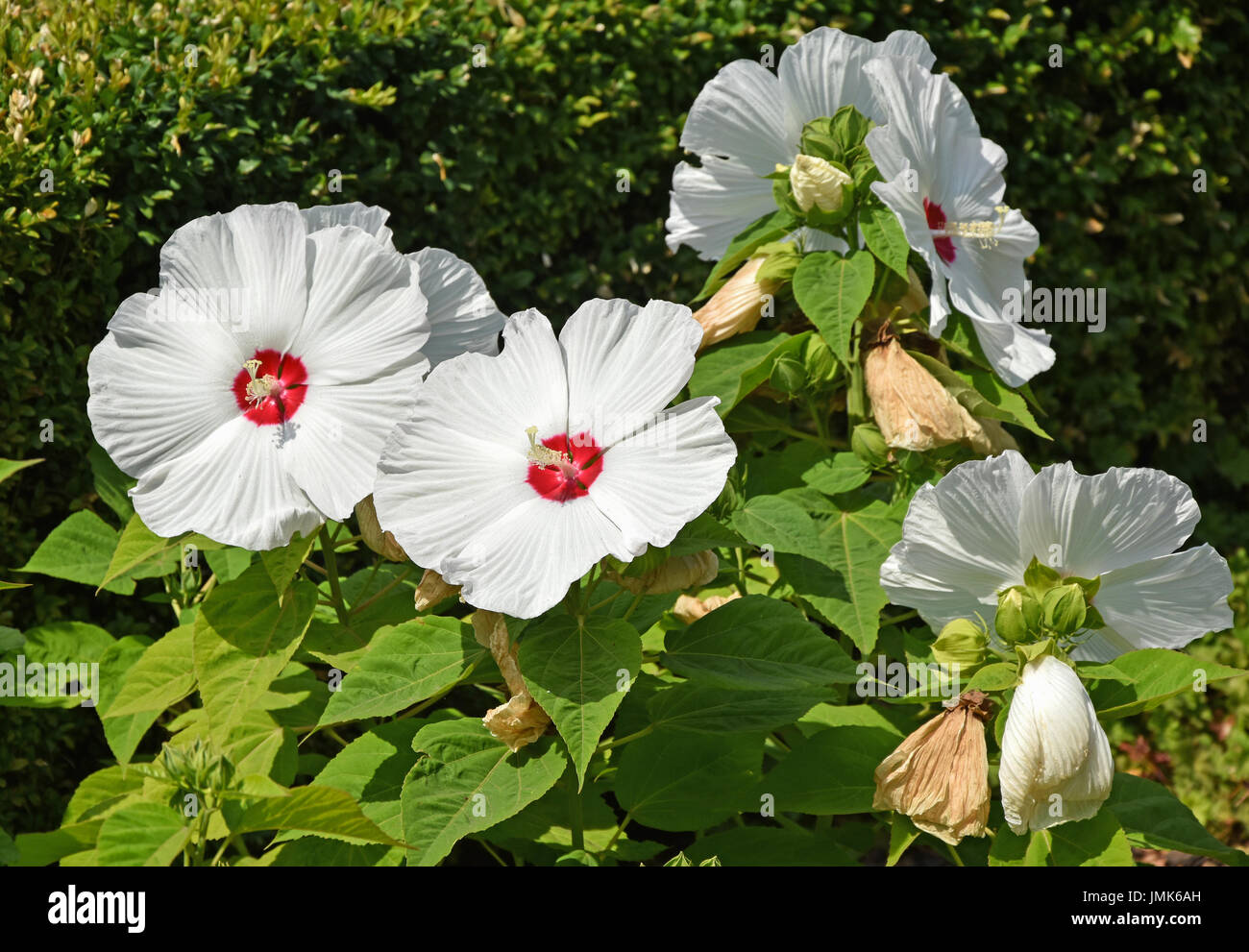 Giant mallow hi-res stock photography and images - Alamy