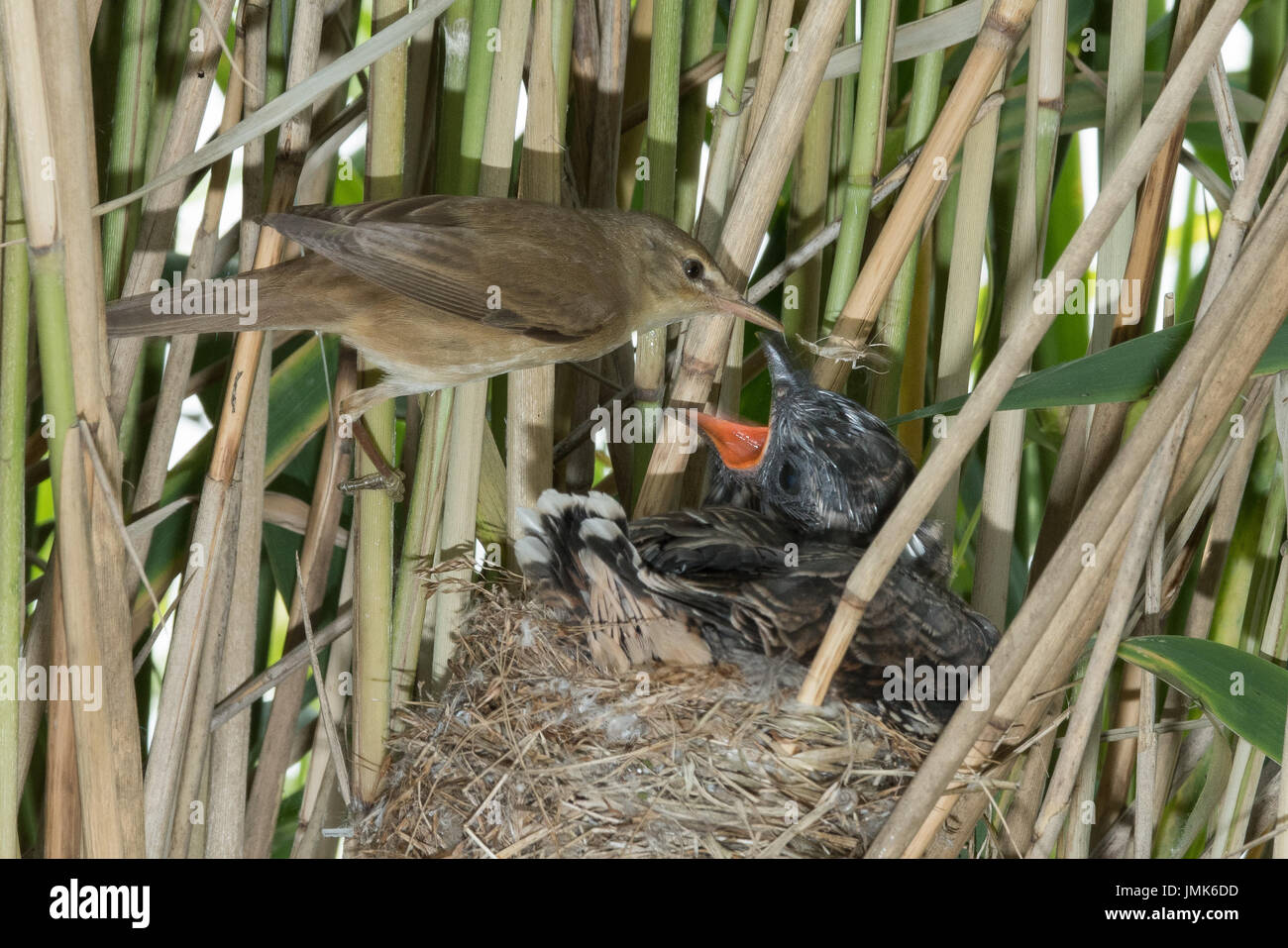 Parasitic Cuckoo being fed by the surrogate parents - Reed Warblers ...