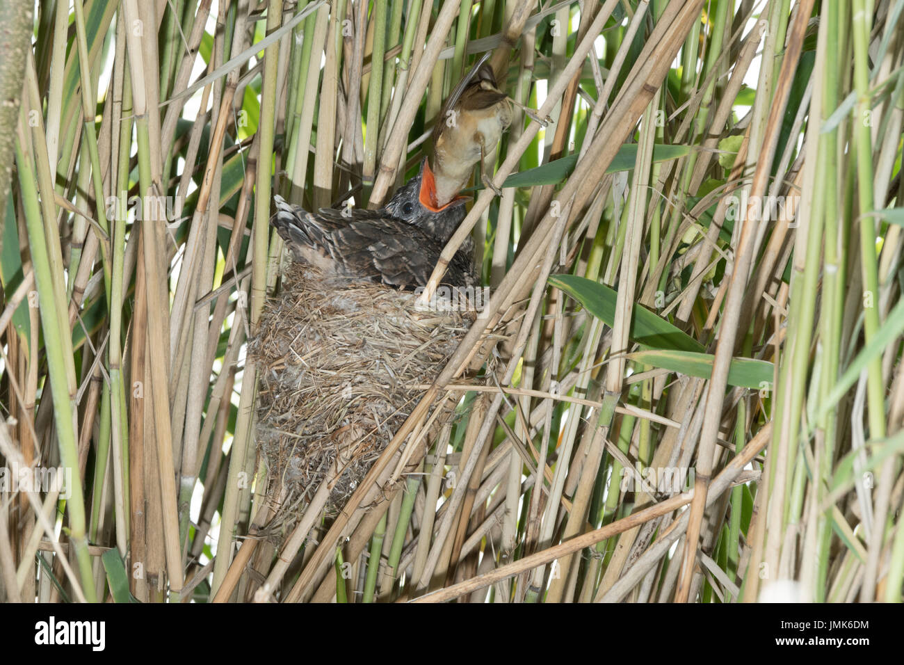 Parasitic Cuckoo being fed by the surrogate parents - Reed Warblers ...
