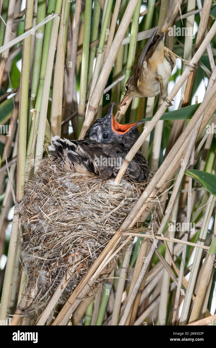 Parasitic Cuckoo being fed by the surrogate parents - Reed Warblers ...