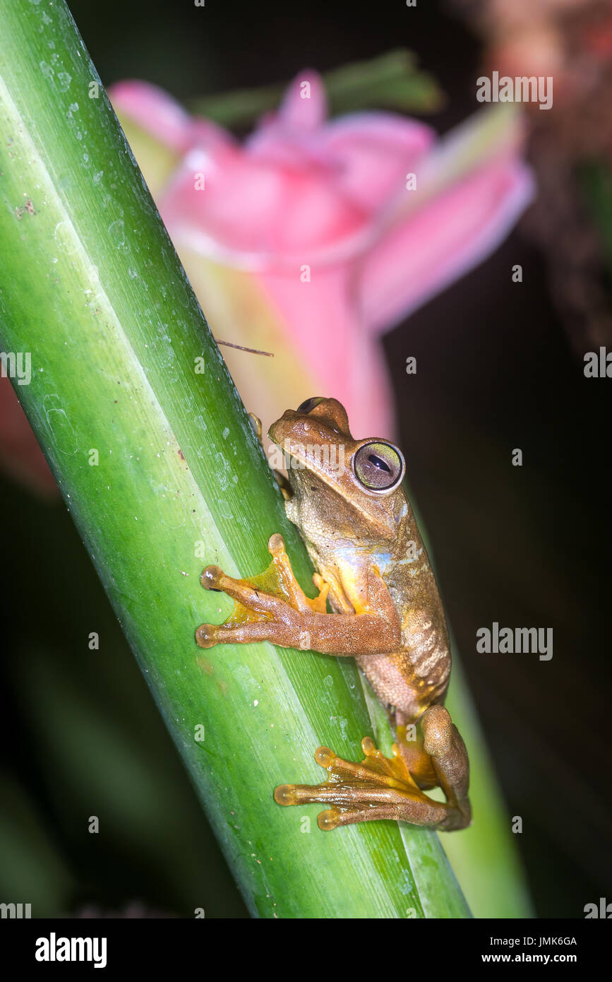 Rosenberg's Gladiator Frog, “Hypsiboas rosenbergi “-Greentique Wildlife ...