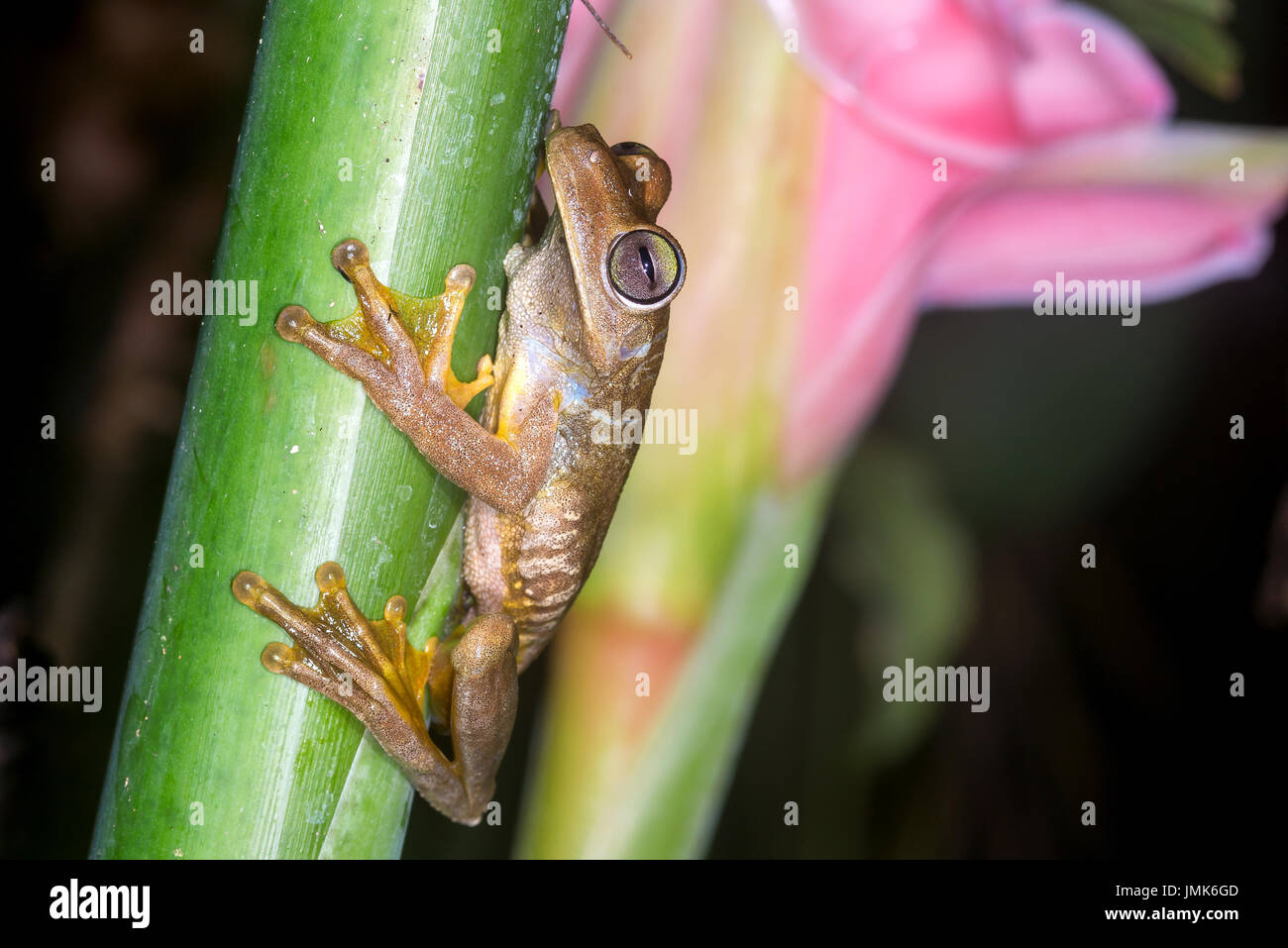 Rosenberg's Gladiator Frog, “Hypsiboas rosenbergi “-Greentique Wildlife ...