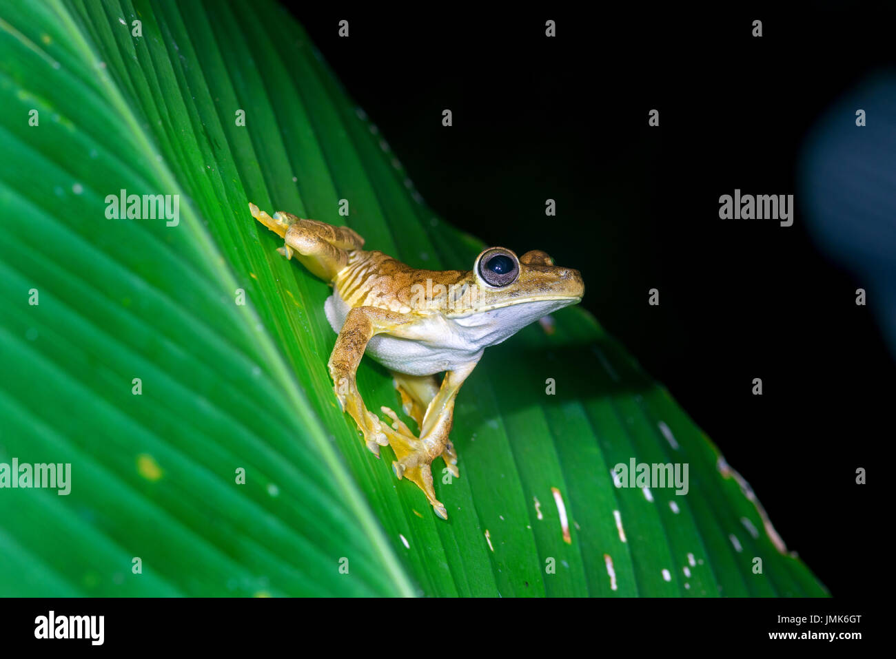 Gladiator tree frog hi-res stock photography and images - Alamy