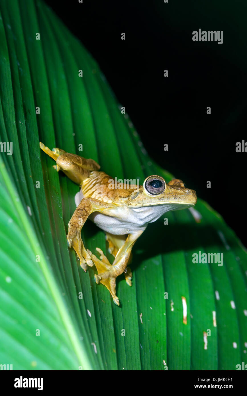 Gladiator tree frog hi-res stock photography and images - Alamy