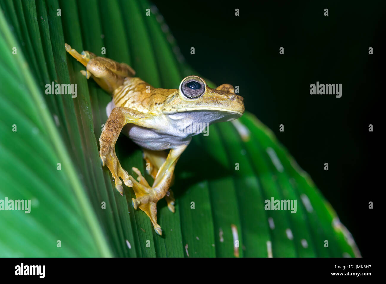 Gladiator tree frog hi-res stock photography and images - Alamy
