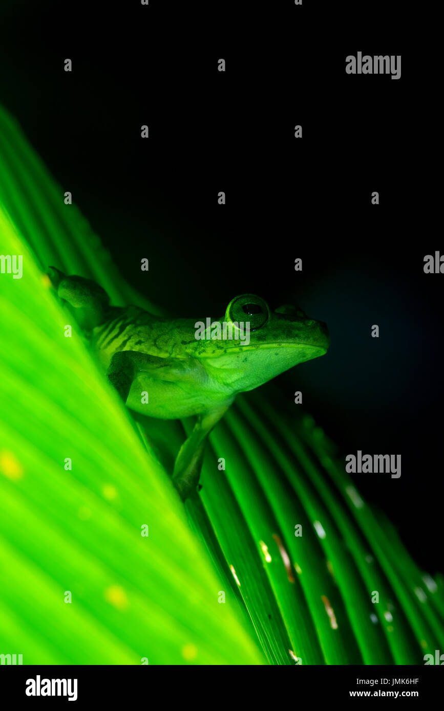 Gladiator tree frog hi-res stock photography and images - Alamy