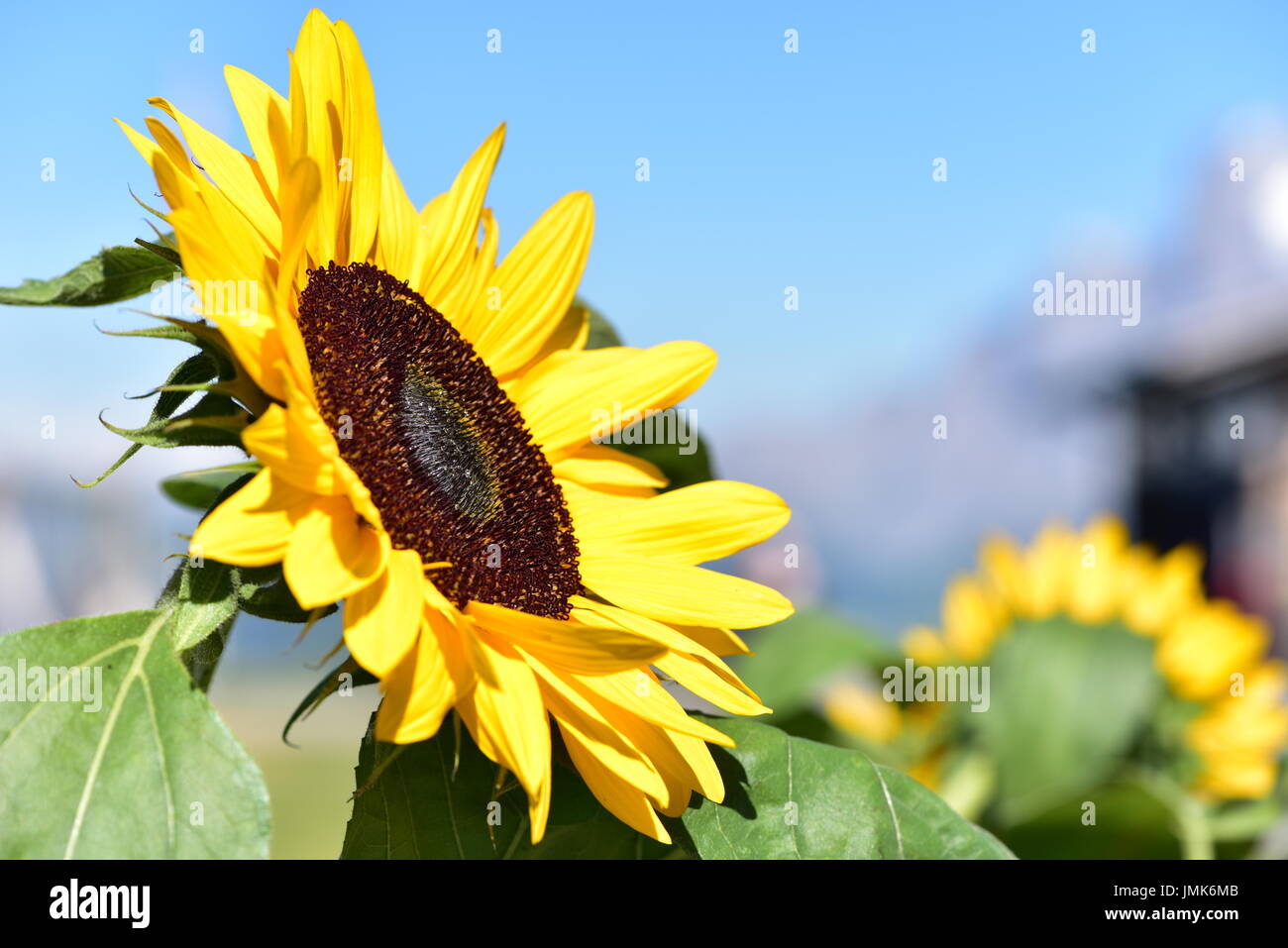Close up sunflower hi-res stock photography and images - Alamy