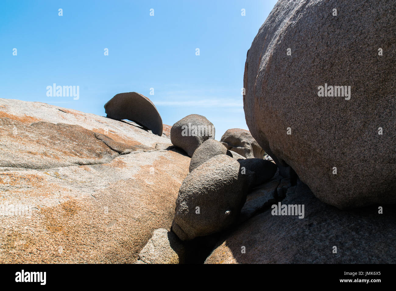 Australian kangaroo white background hi-res stock photography and ...