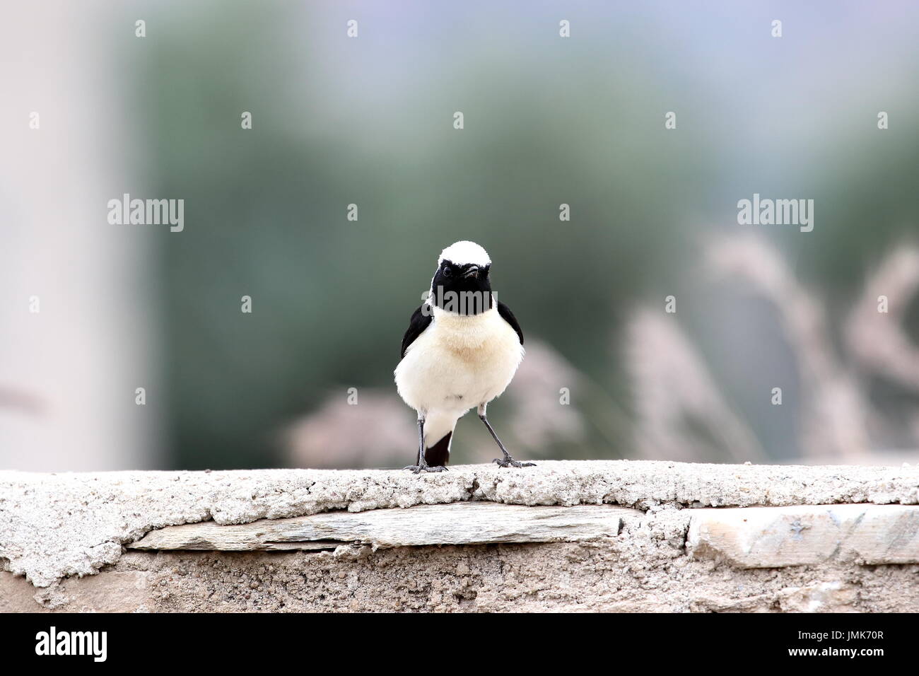 Young bird easy to capture Stock Photo - Alamy