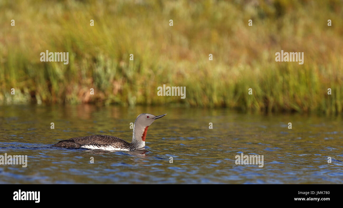 Red-throated diver, Red-throated loon, swimming, breeding plumage Stock ...