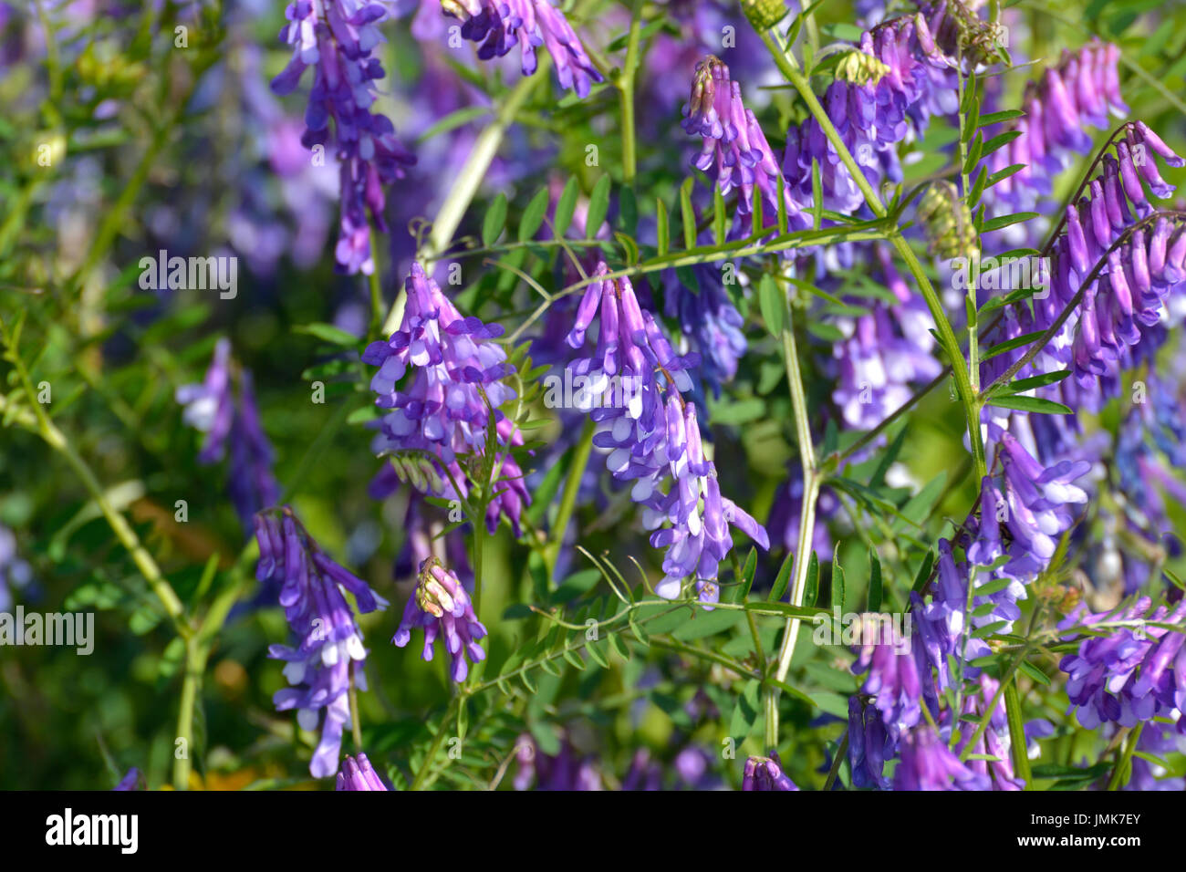 Vicia cracca blooms purple flowers on the Meadow Stock Photo - Alamy