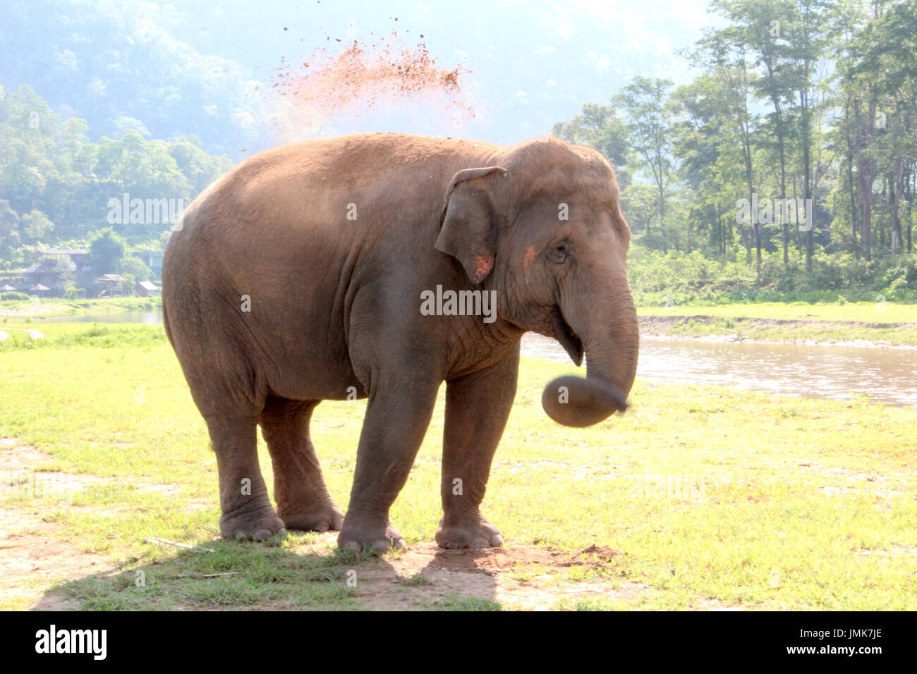 Elephant shower hi-res stock photography and images - Alamy