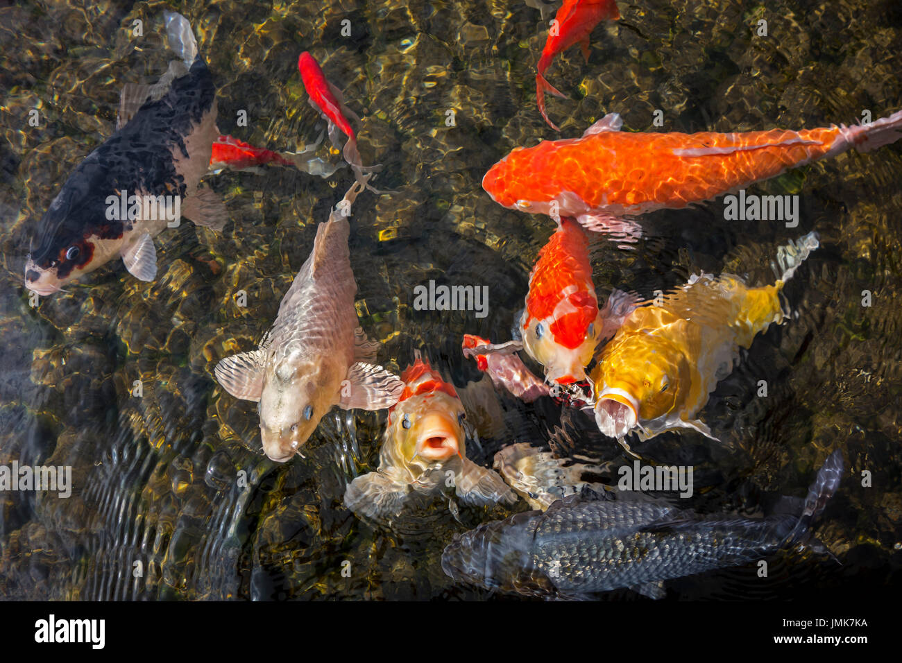 Colourful koi fish (Cyprinus rubrofuscus) surfacing and gasping for air ...