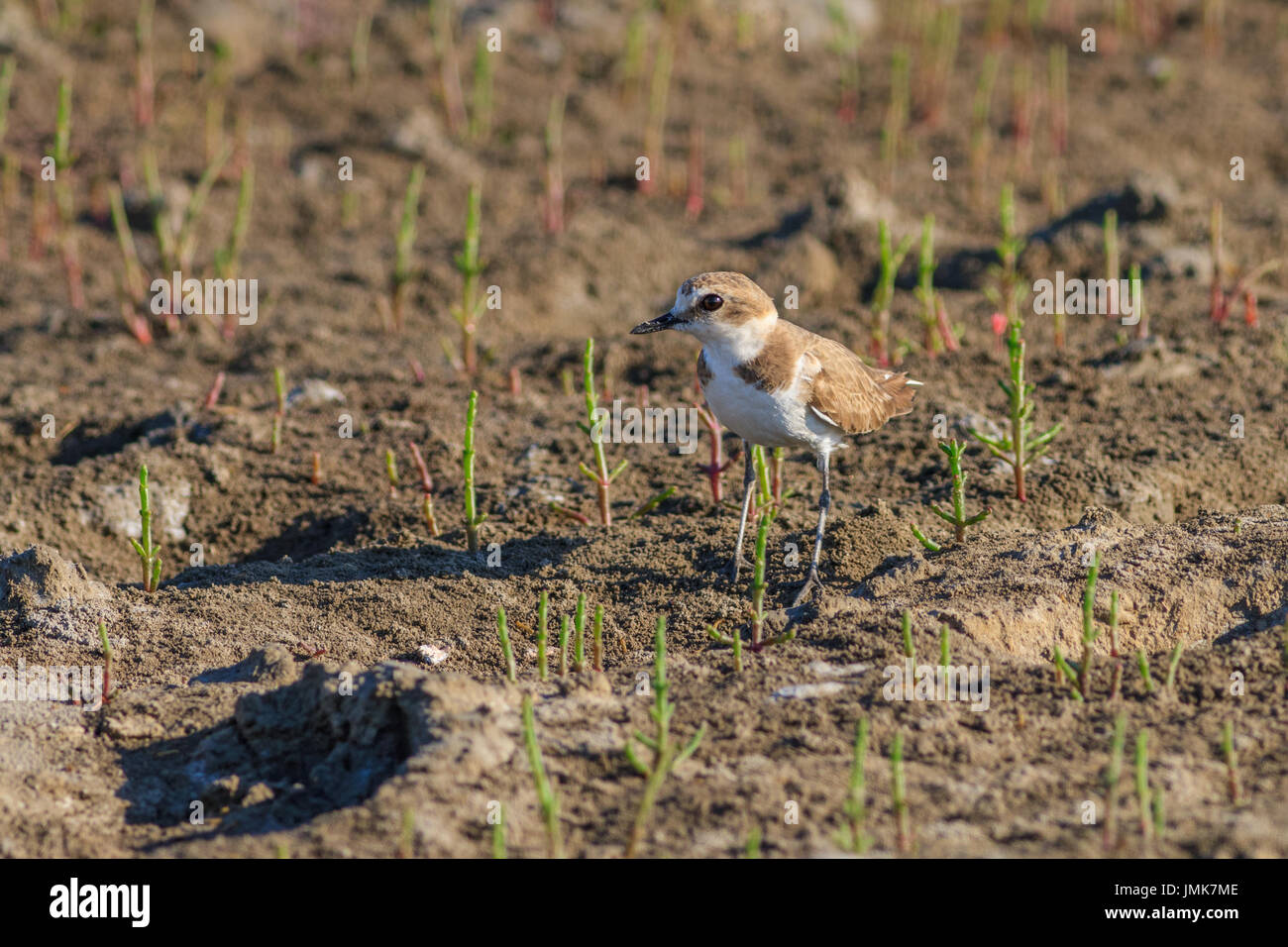 Little Ringed Plover Juvenile High Resolution Stock Photography and ...
