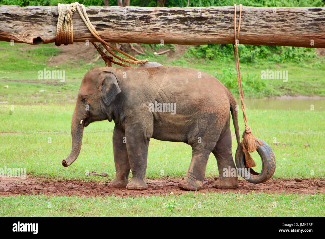 Elephant playing at Elephant Nature Park Stock Photo - Alamy