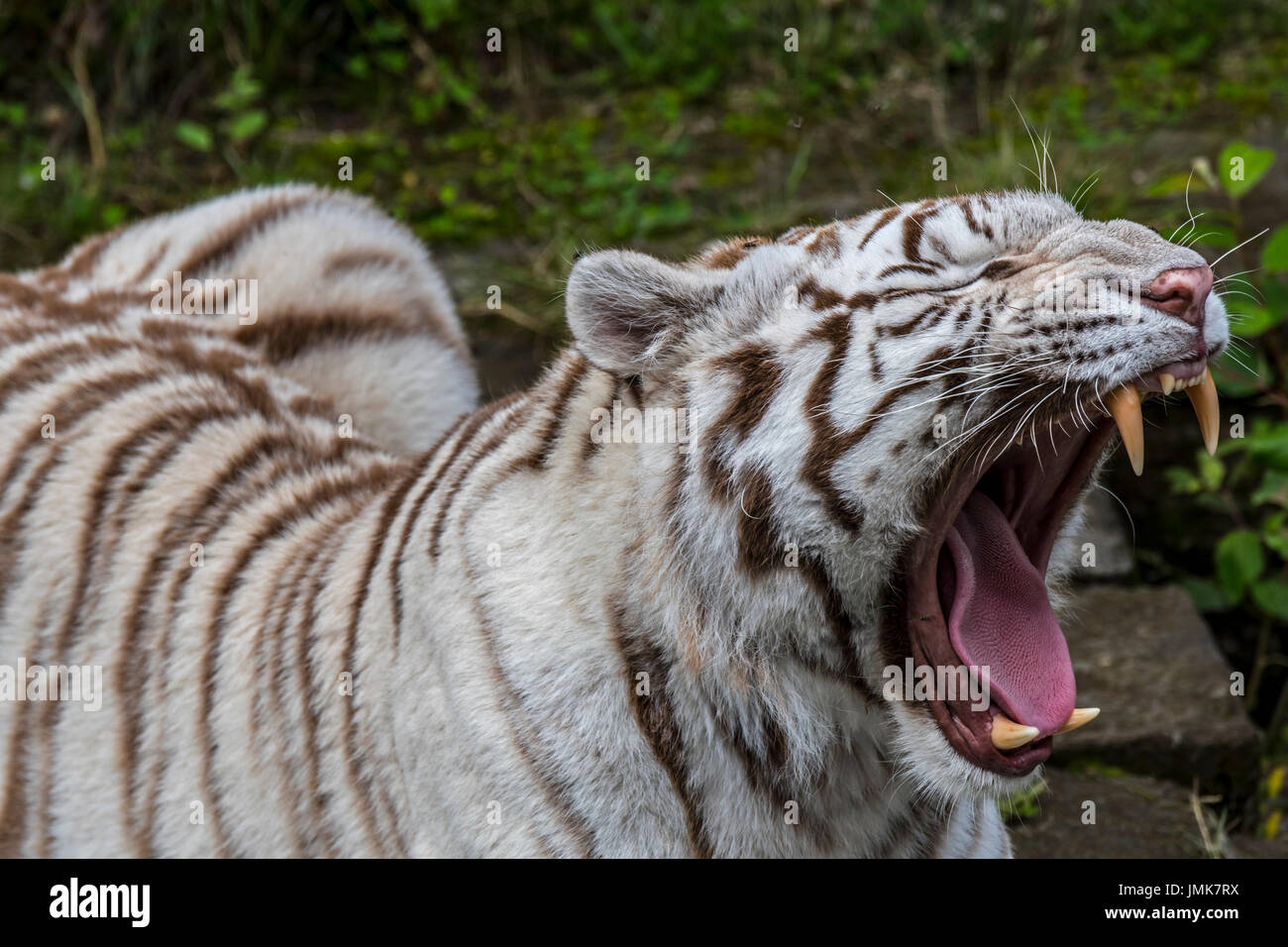 Close up of white tiger / bleached tiger (Panthera tigris) yawning and ...