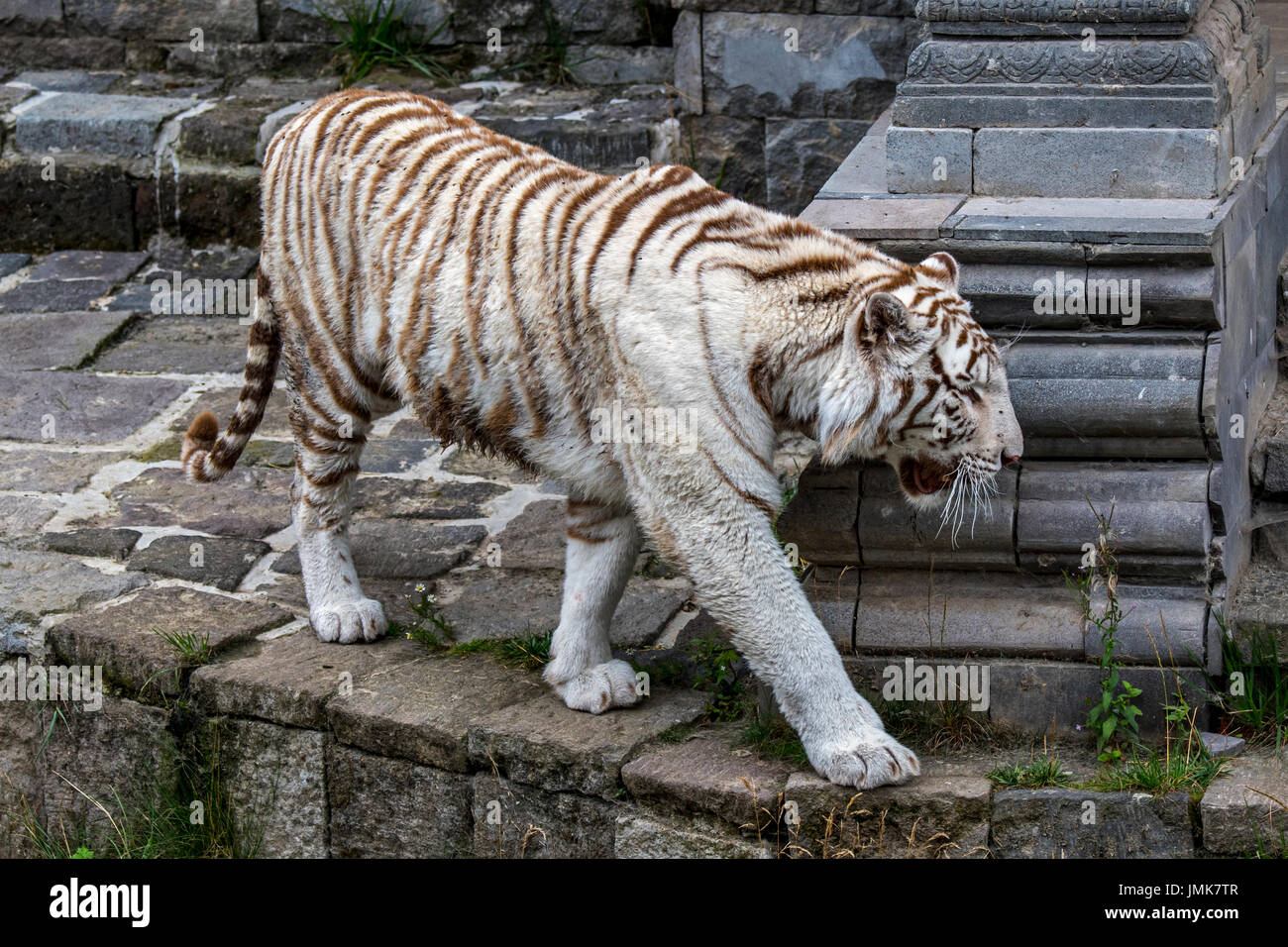 White tiger / bleached tiger (Panthera tigris) pigmentation variant of ...