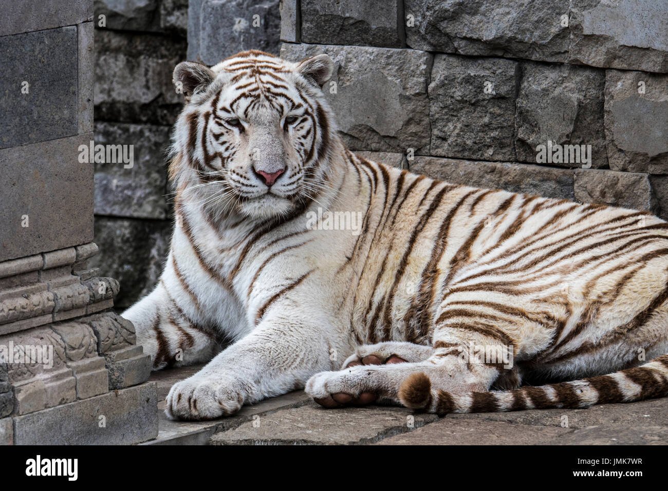 White tiger / bleached tiger (Panthera tigris) pigmentation variant of ...
