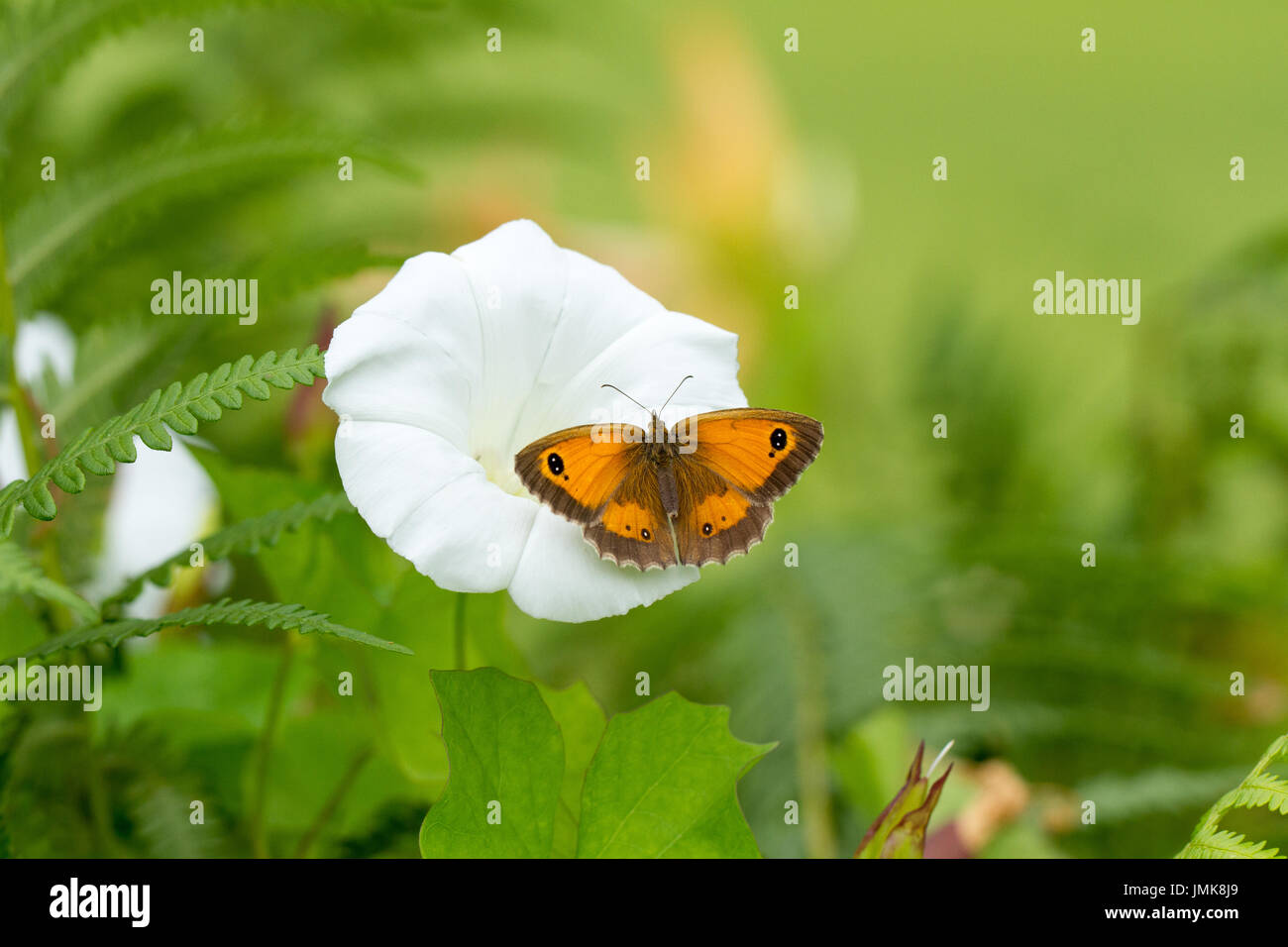 Pyronia tithonus, gatekeeper butterfly or hedge brown resting on a ...