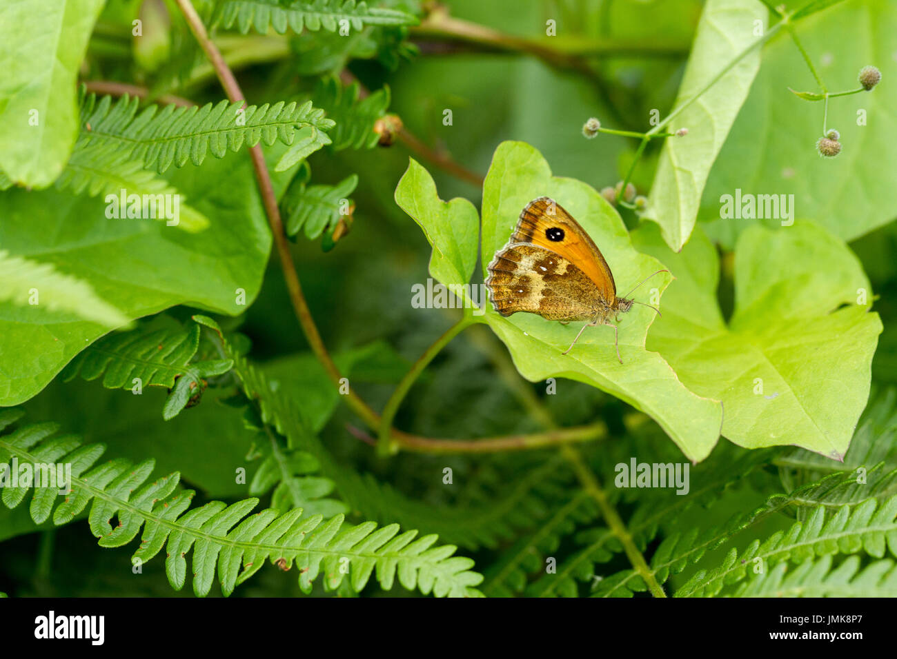 English butterflies hi-res stock photography and images - Alamy