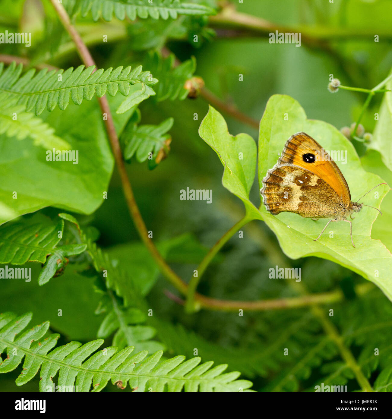 English butterfly hi-res stock photography and images - Alamy