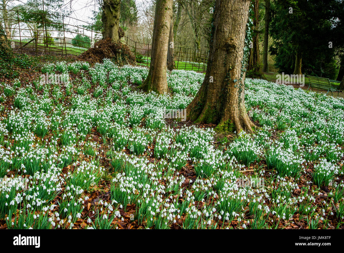 Colesbourne Park Snowdrops High Resolution Stock Photography and Images ...