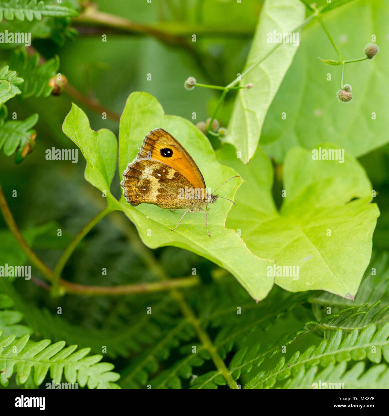 Butterfly at their natural habitat hi-res stock photography and images ...