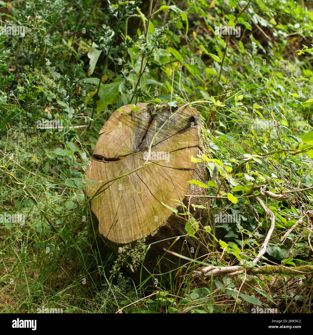 Tree trunk that has been cut down in an english woodland Stock Photo ...