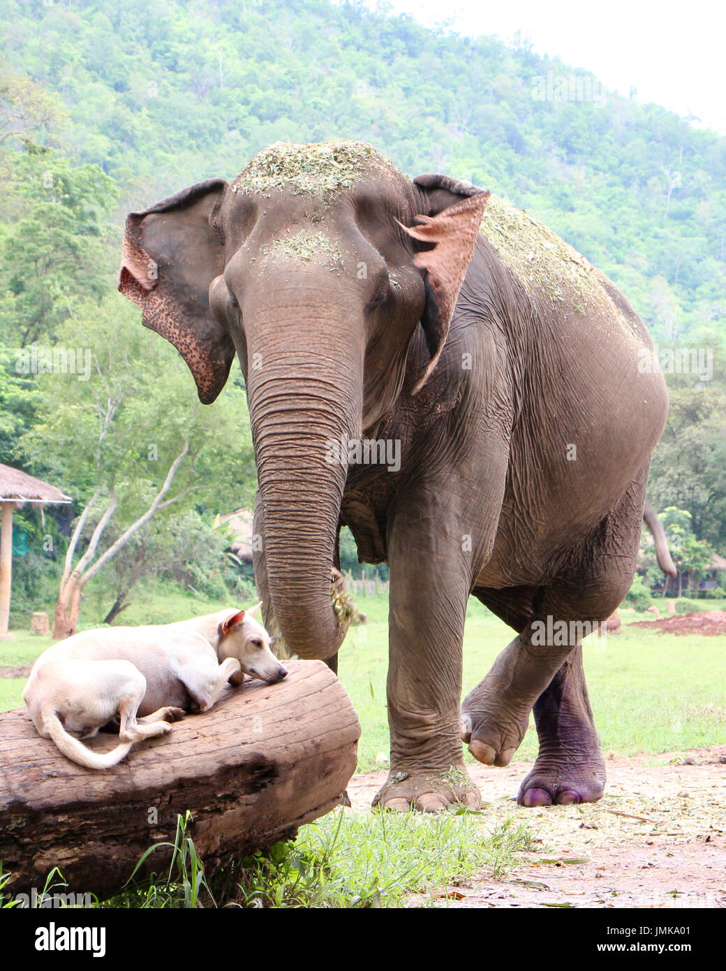 Elephant dog hi-res stock photography and images - Alamy