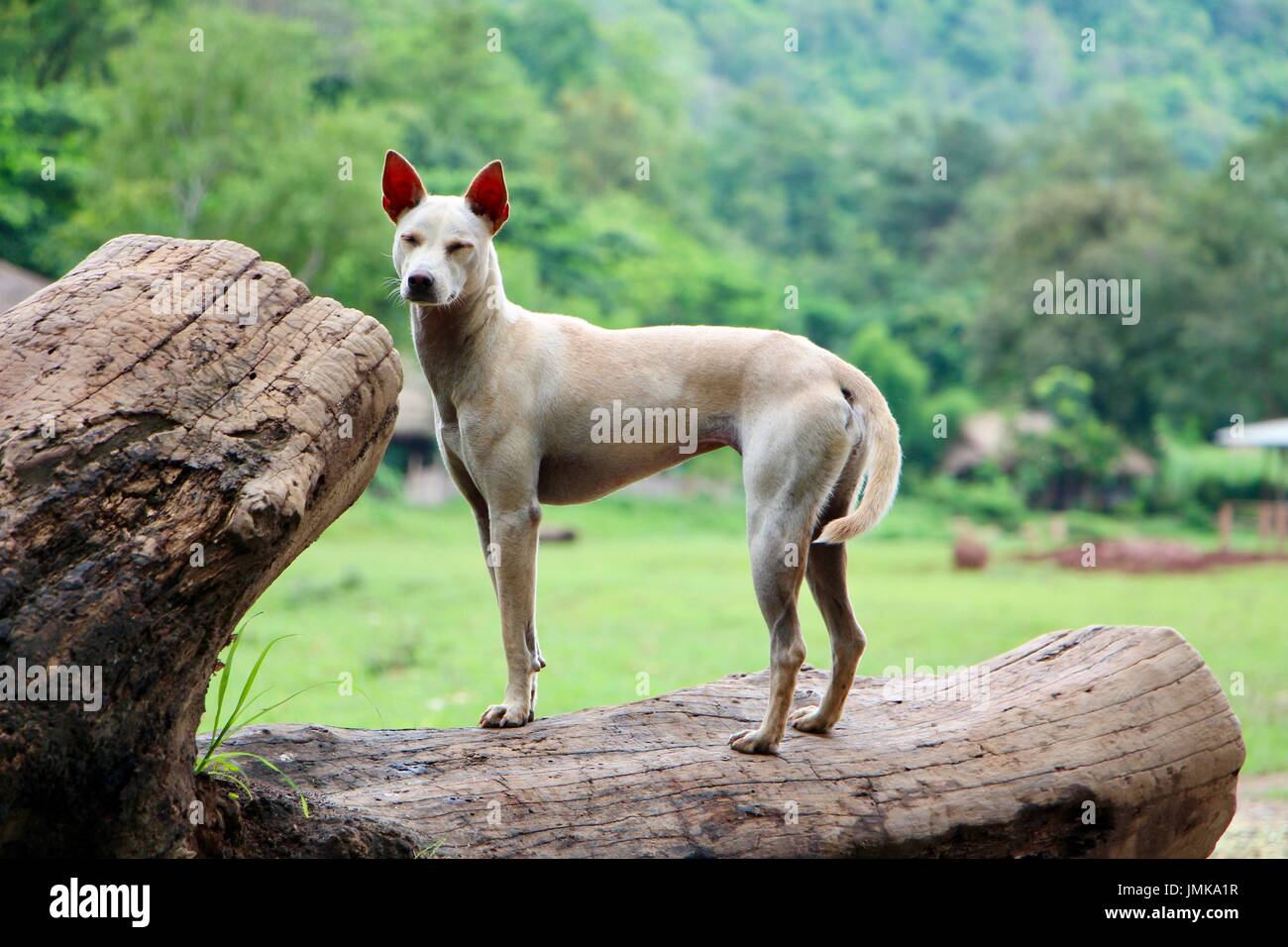 Elephant dog hi-res stock photography and images - Alamy