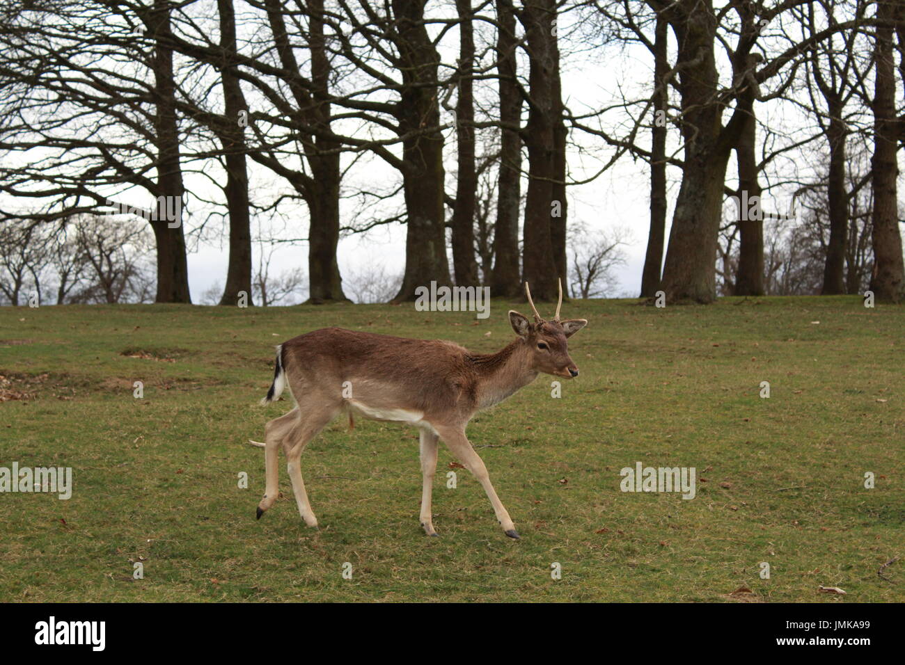 Walking side by side in the woods hi-res stock photography and images ...