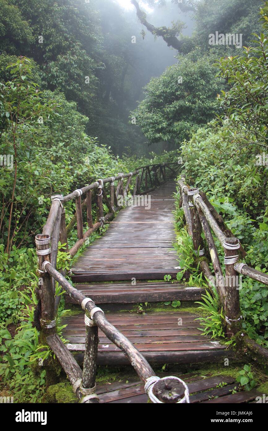 Walkway in the cloud forest on Doi Inthanon, tallest peak in Thailand ...