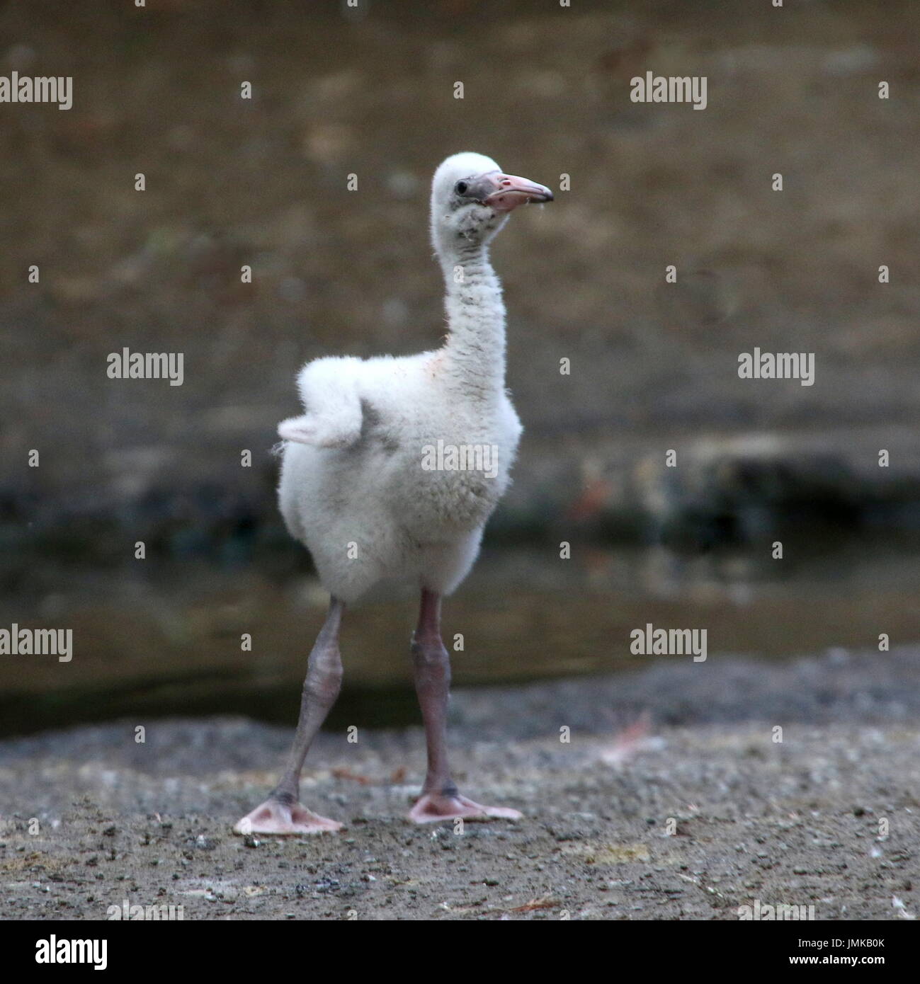 American or Caribbean flamingo chick (Phoenicopterus ruber) flapping ...