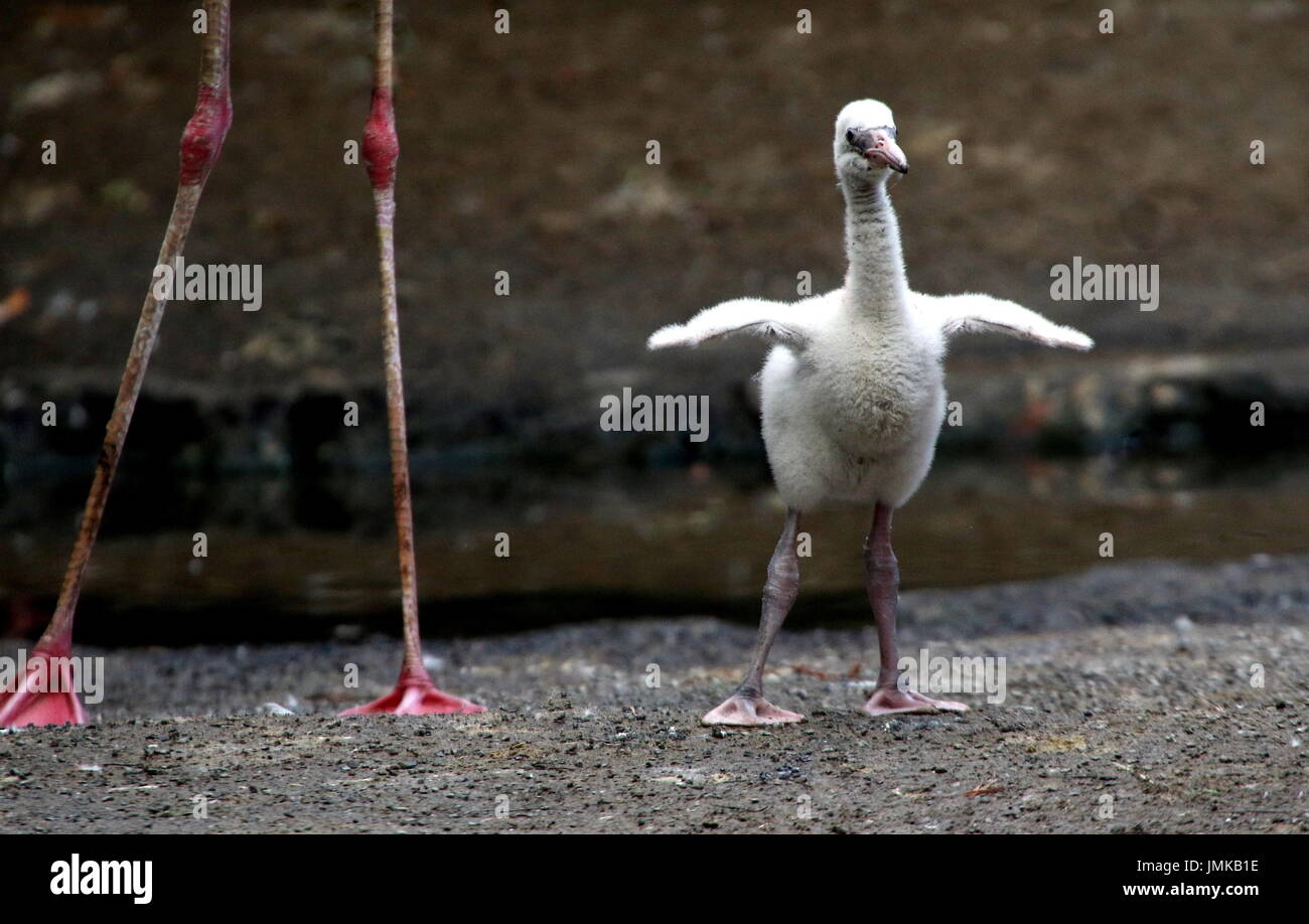Flamingo images hi-res stock photography and images - Alamy