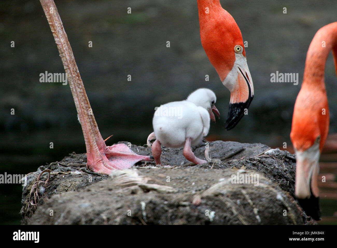 Flamingo nest hi-res stock photography and images - Alamy