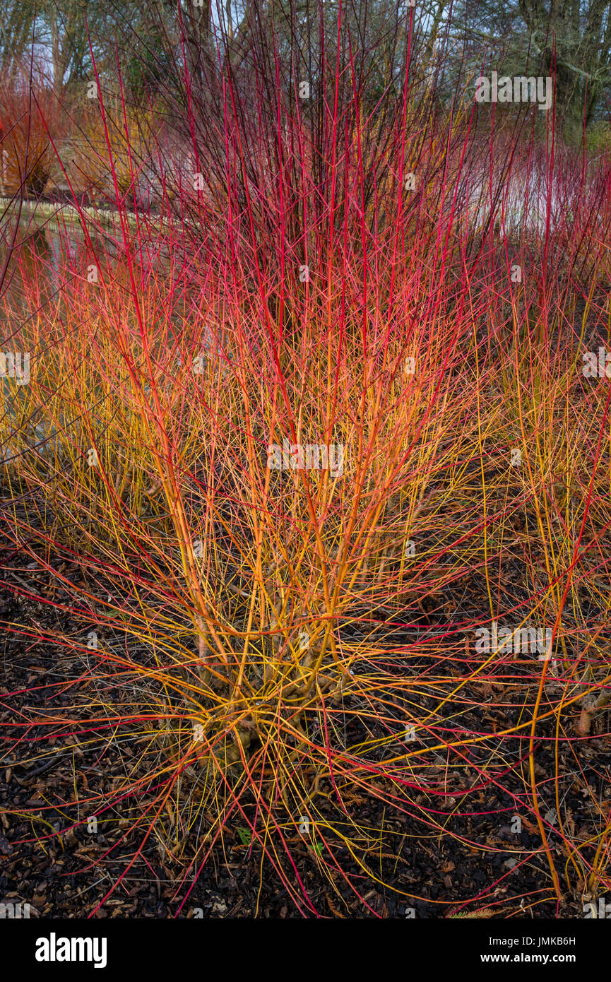 Cornus sanguinea midwinter fire hi-res stock photography and images - Alamy