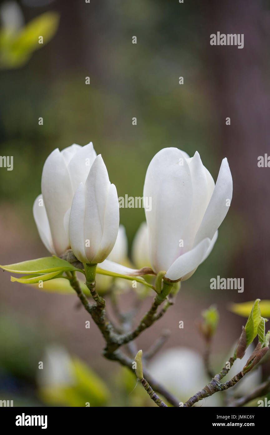 Manchu High Resolution Stock Photography and Images - Alamy