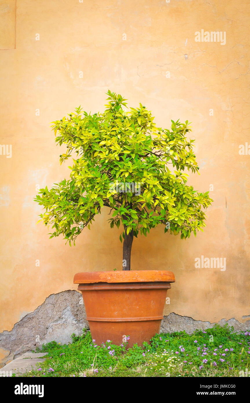 Background with flower pot Stock Photo - Alamy